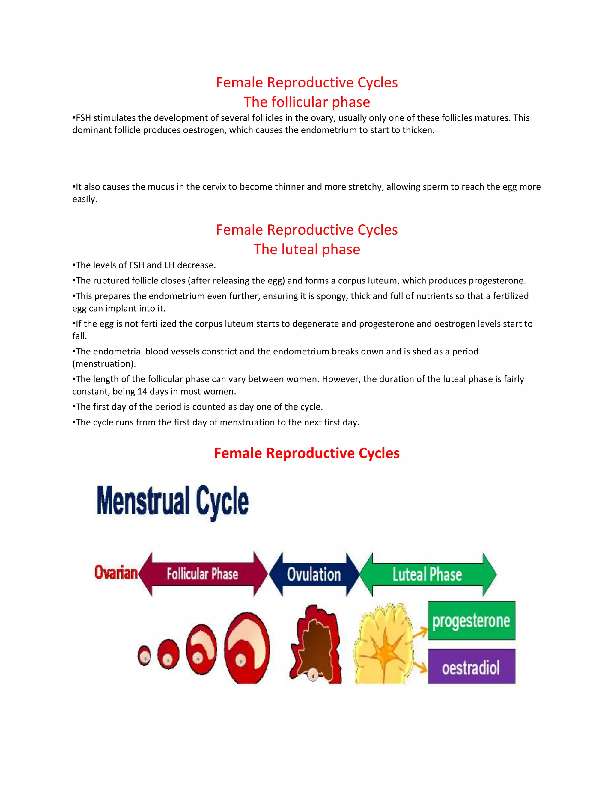Female Reproductive System.docx