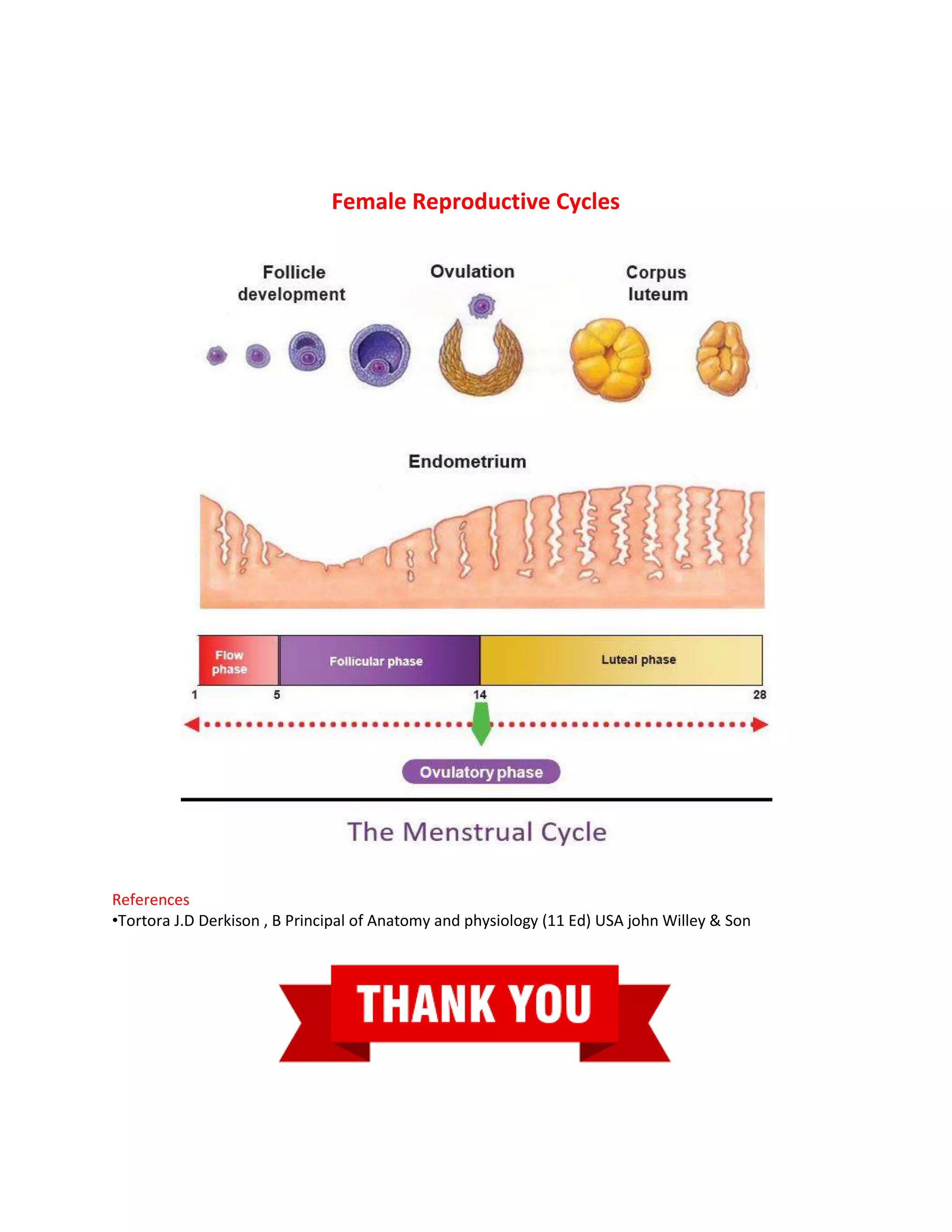 Female Reproductive System.docx