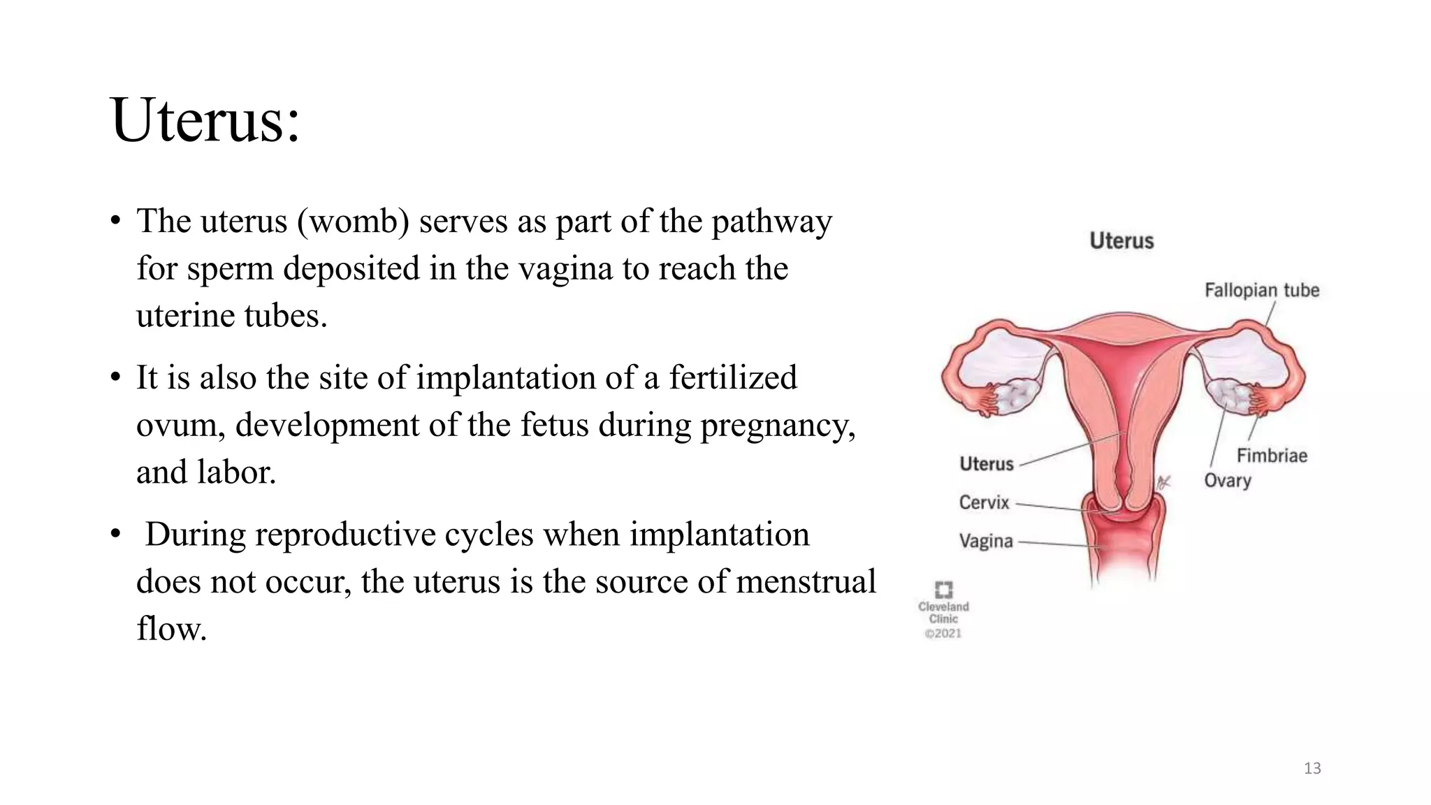 Female Reproductive System_.pptx