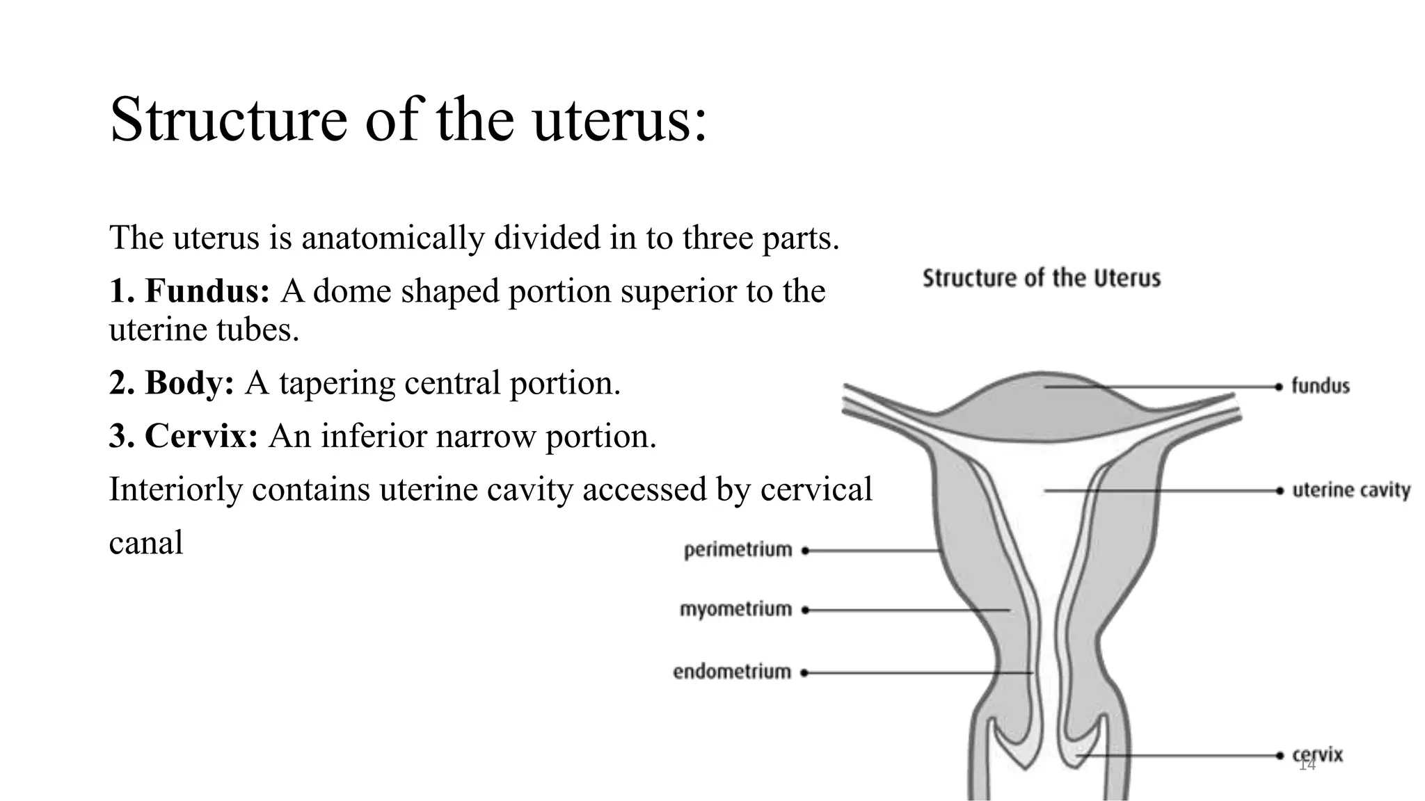 Female Reproductive System_.pptx
