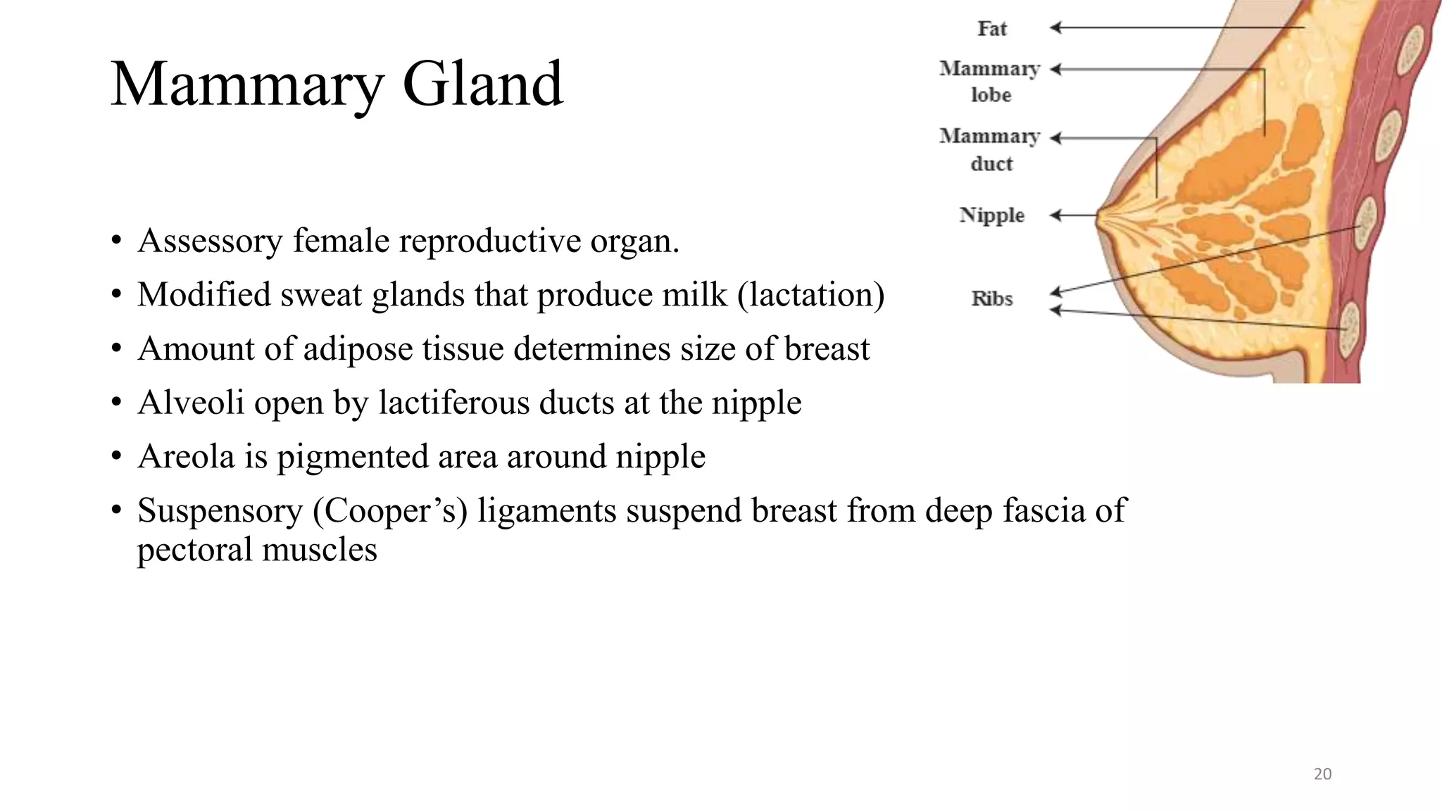 Female Reproductive System_.pptx