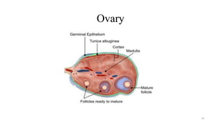 Female Reproductive System_.pptx