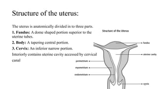 Female Reproductive System_.pptx
