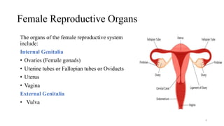 Female Reproductive System_.pptx