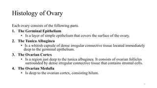 Female Reproductive System_.pptx