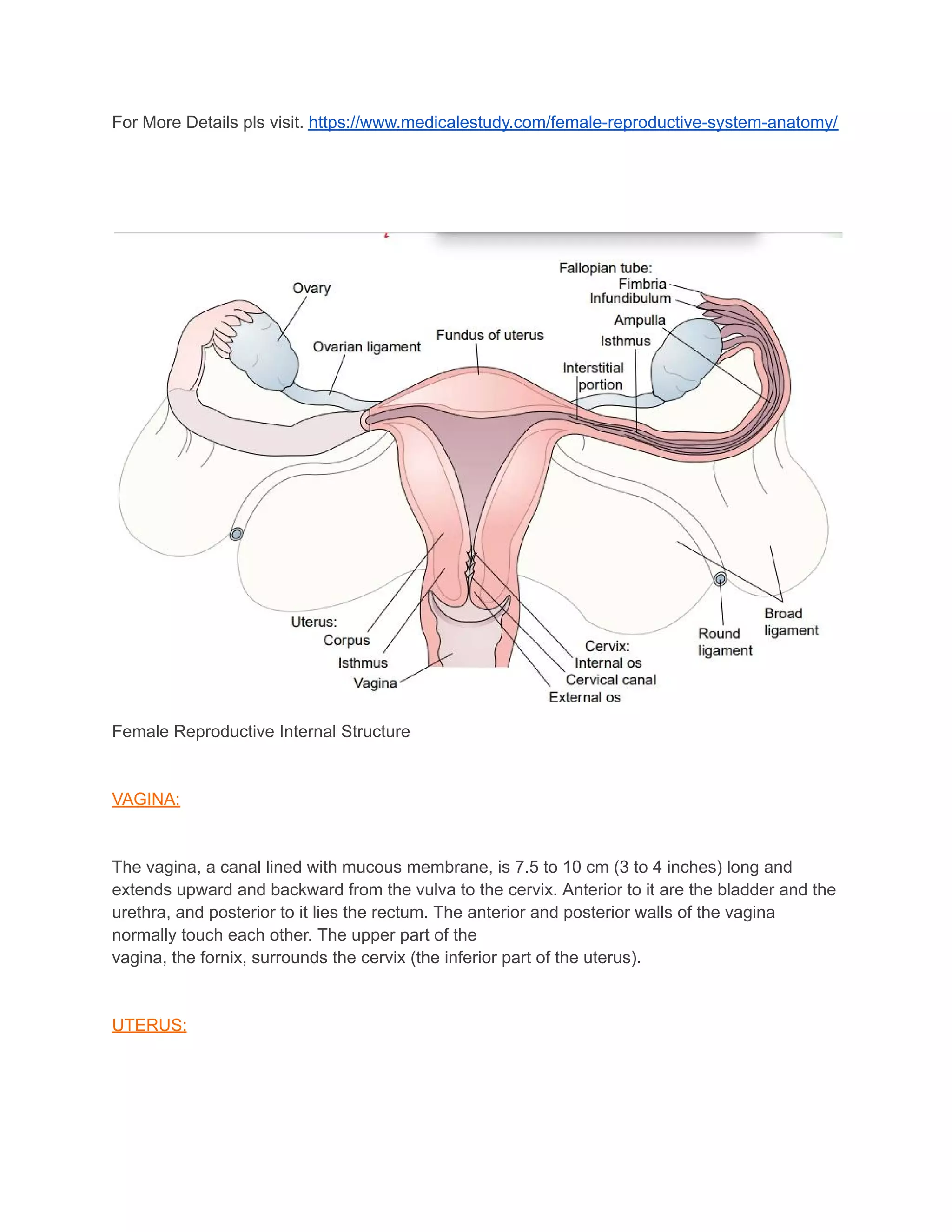 Female Reproductive System.pdf