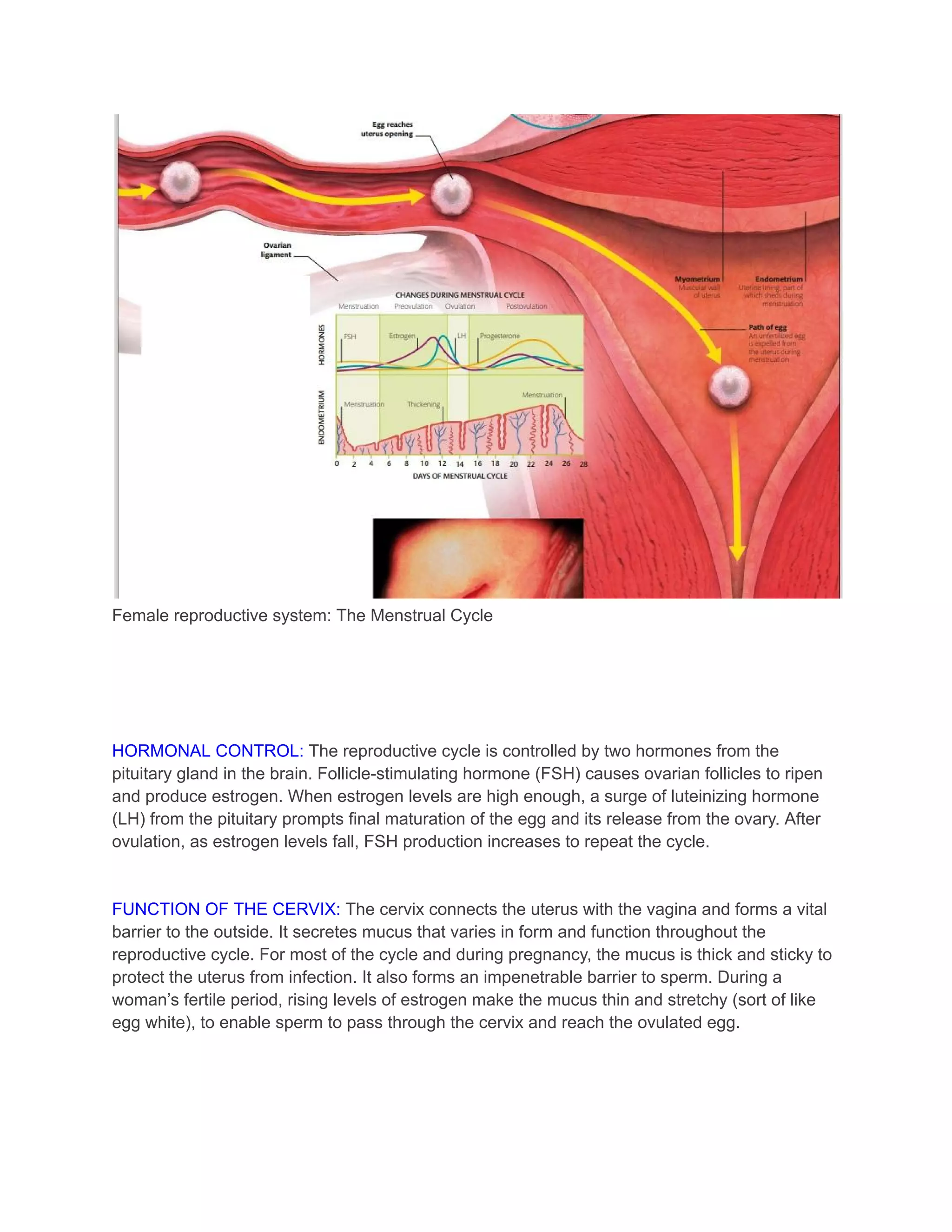 Female Reproductive System.pdf | Infertility | Reproductive Health