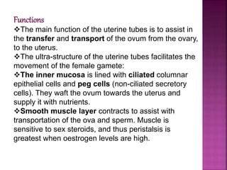 female reproductive system.pptx