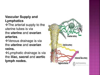 female reproductive system.pptx