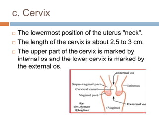 Female reproductive system ibrahim mohammed | PPTX