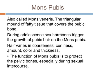 Female reproductive system ibrahim mohammed | PPT