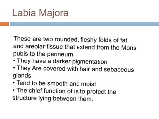 Female reproductive system ibrahim mohammed | PPTX