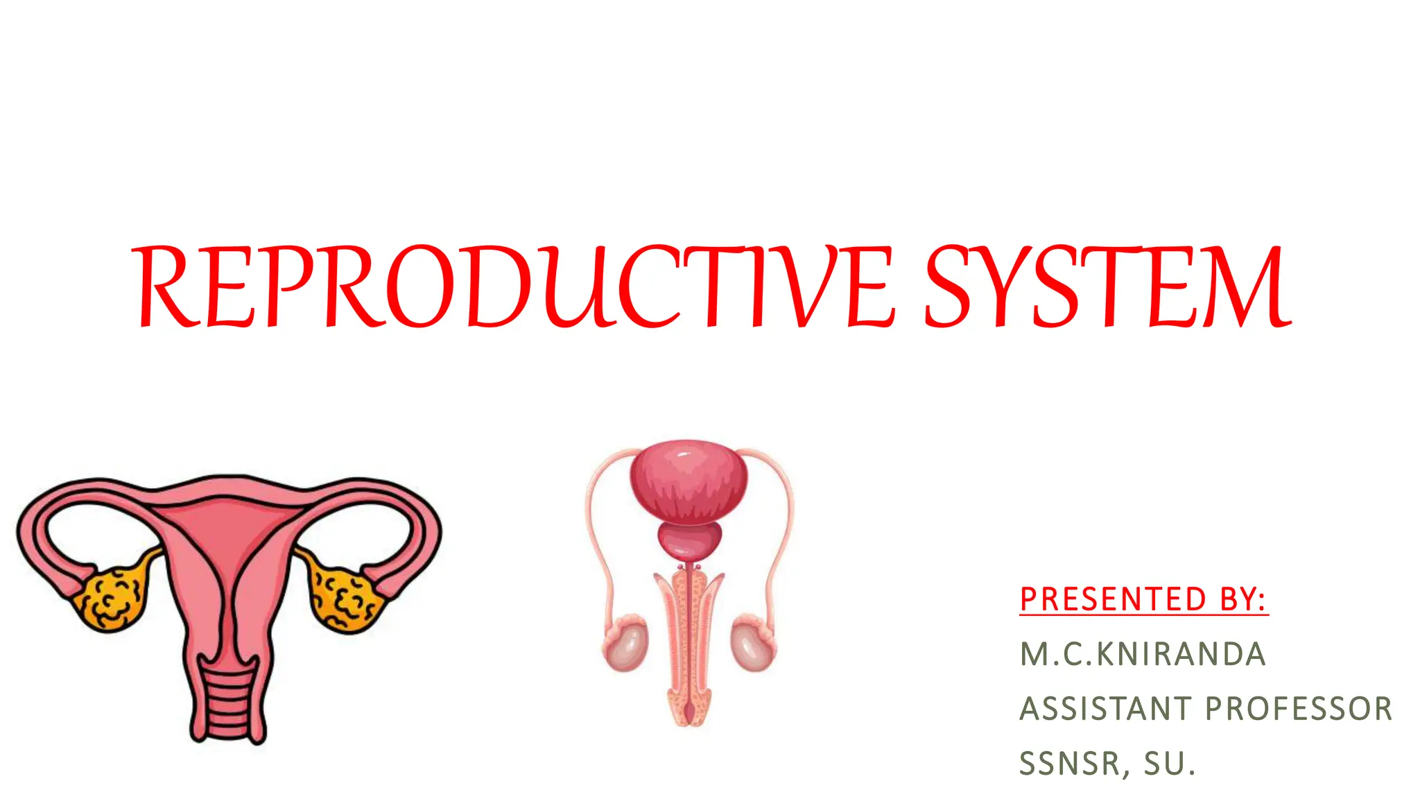 Female Reproductive System Pptx