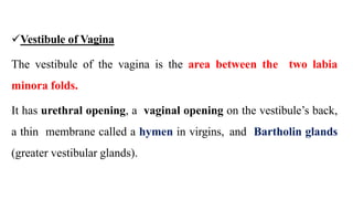 female reproductive system.pptx