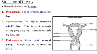 female reproductive system.pptx