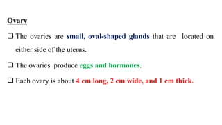 female reproductive system.pptx