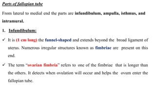female reproductive system.pptx