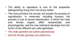 female reproductive system.pptx