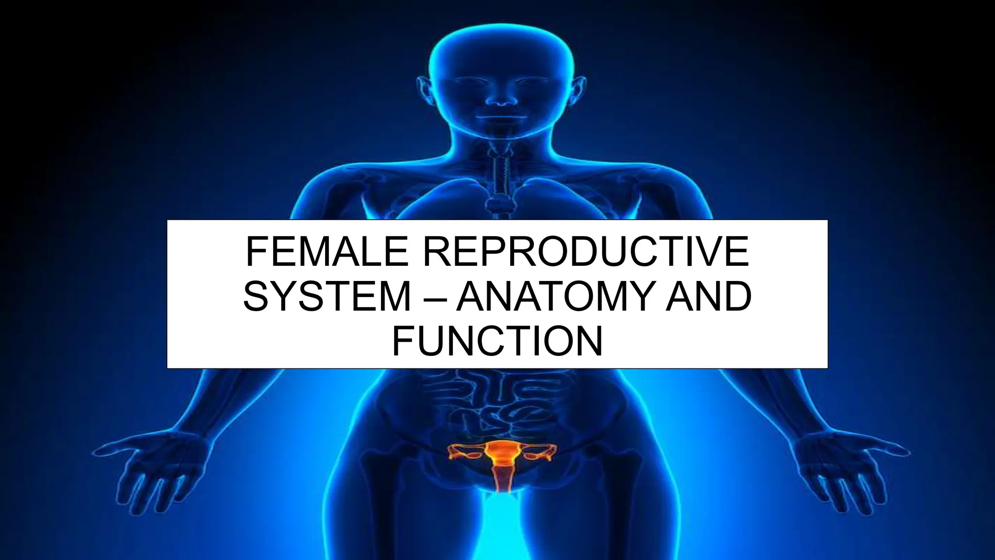 female reproductive system significance , anatomy | PPT