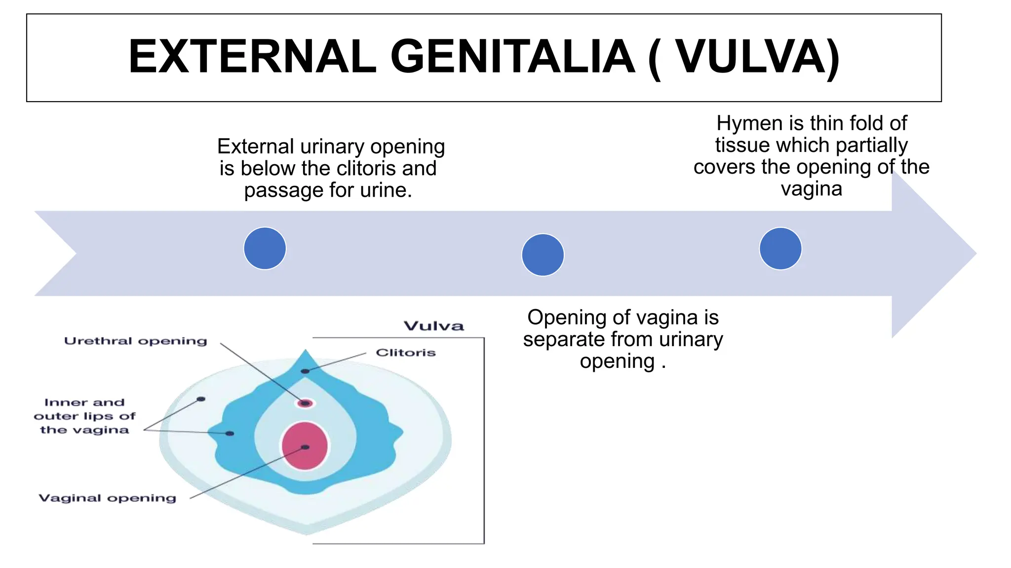 female reproductive system significance , anatomy | PPTX