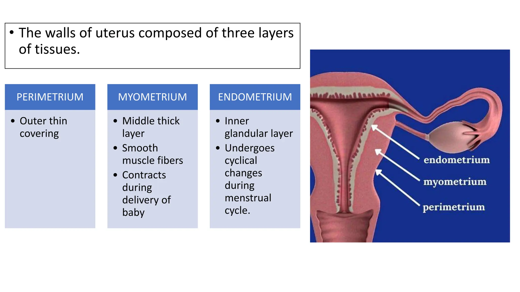female reproductive system significance , anatomy | PPTX