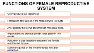 female reproductive system significance , anatomy | PPTX