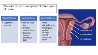 female reproductive system significance , anatomy | PPTX