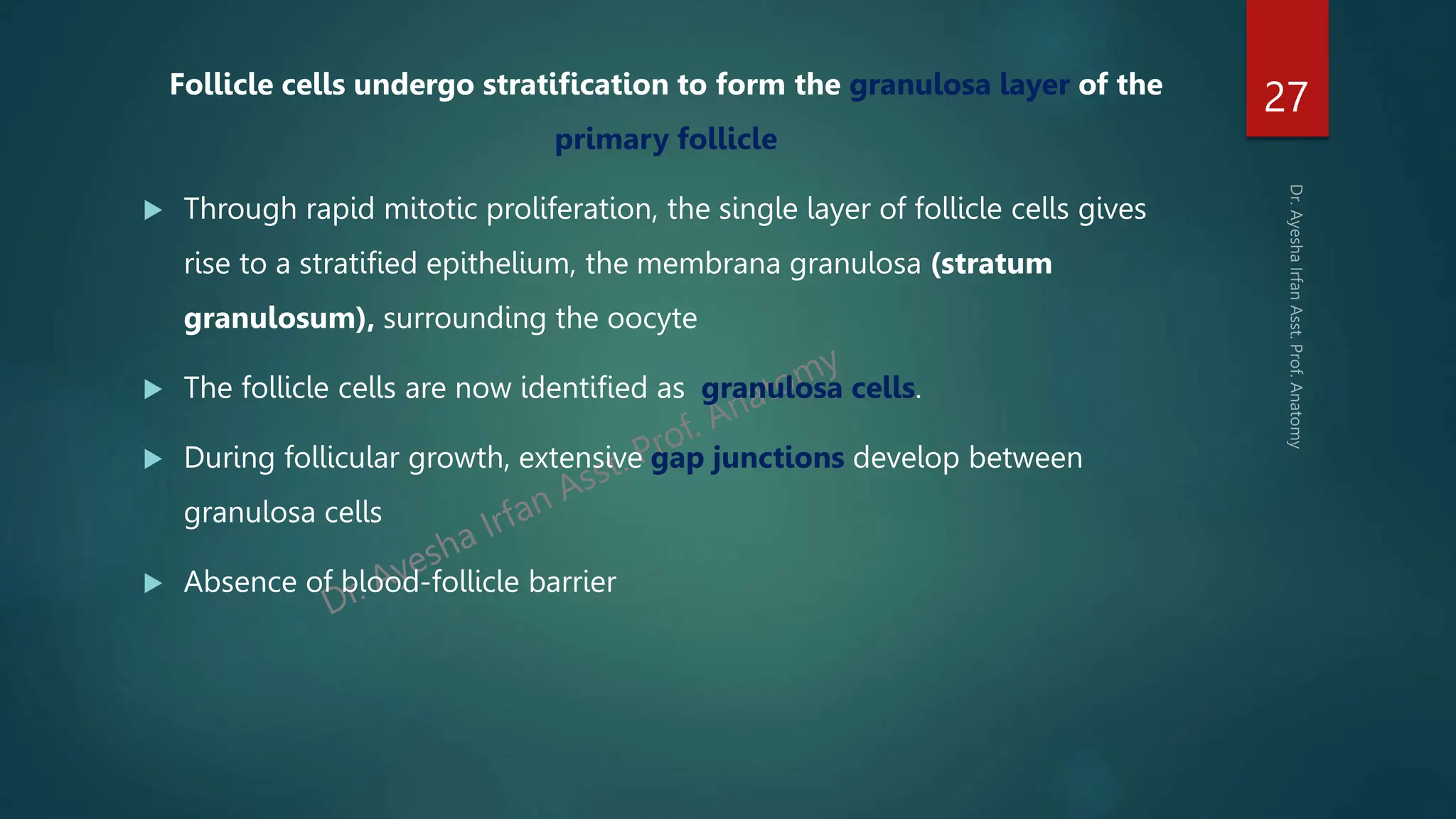 Histololgy Of Female Reproductive System Pptx Pregnancy