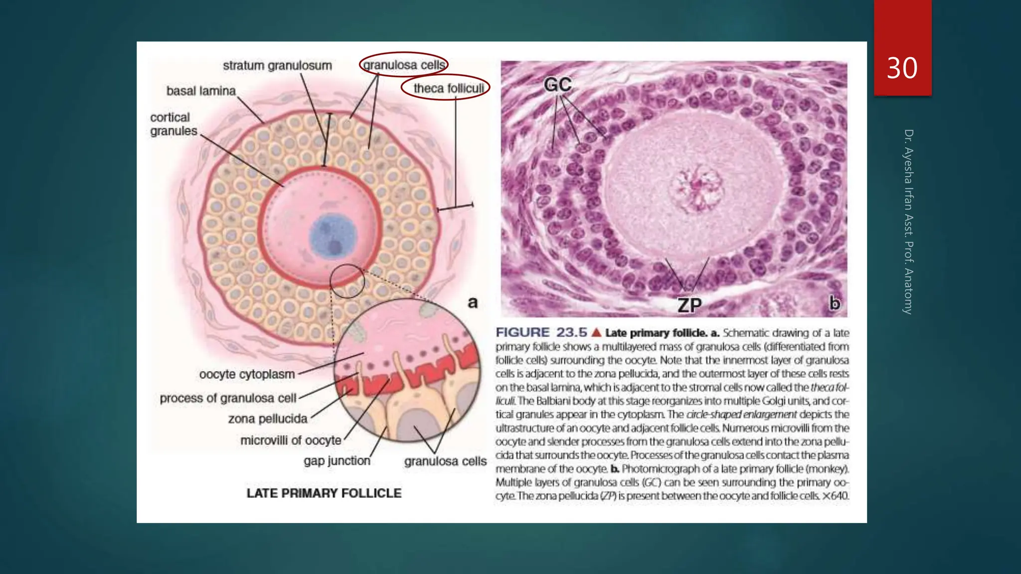 Histololgy of Female Reproductive System.pptx