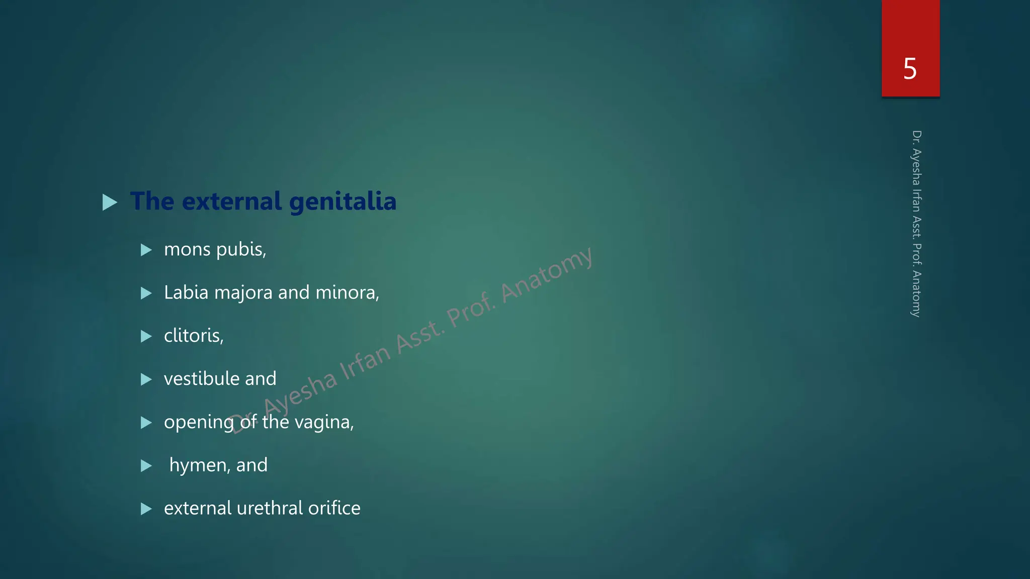 Histololgy Of Female Reproductive System Pptx Pregnancy