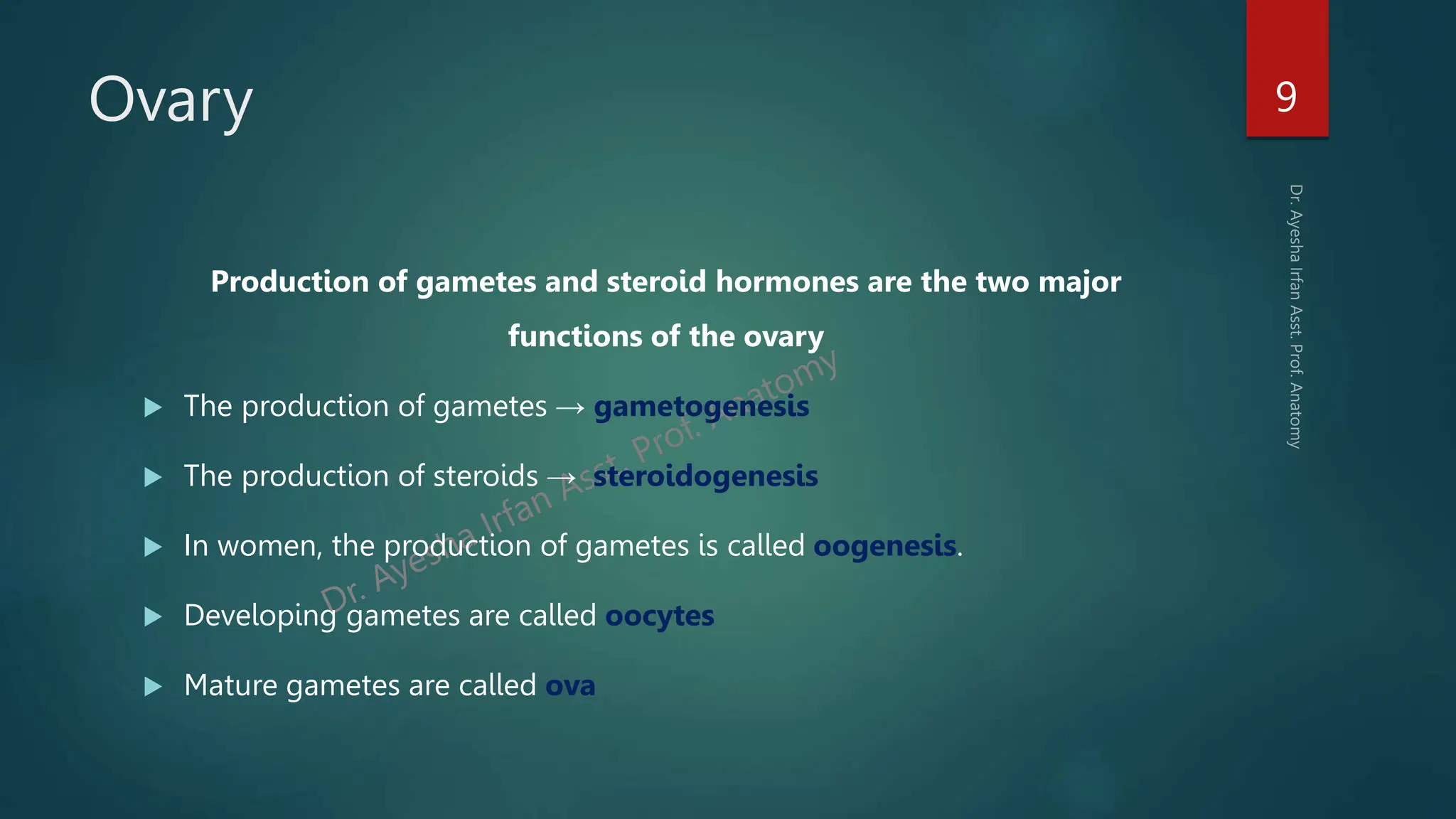 Histololgy Of Female Reproductive System Pptx Pregnancy