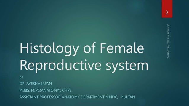 Histololgy Of Female Reproductive System Pptx Pregnancy