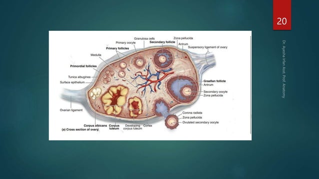 Histololgy Of Female Reproductive System Pptx Pregnancy