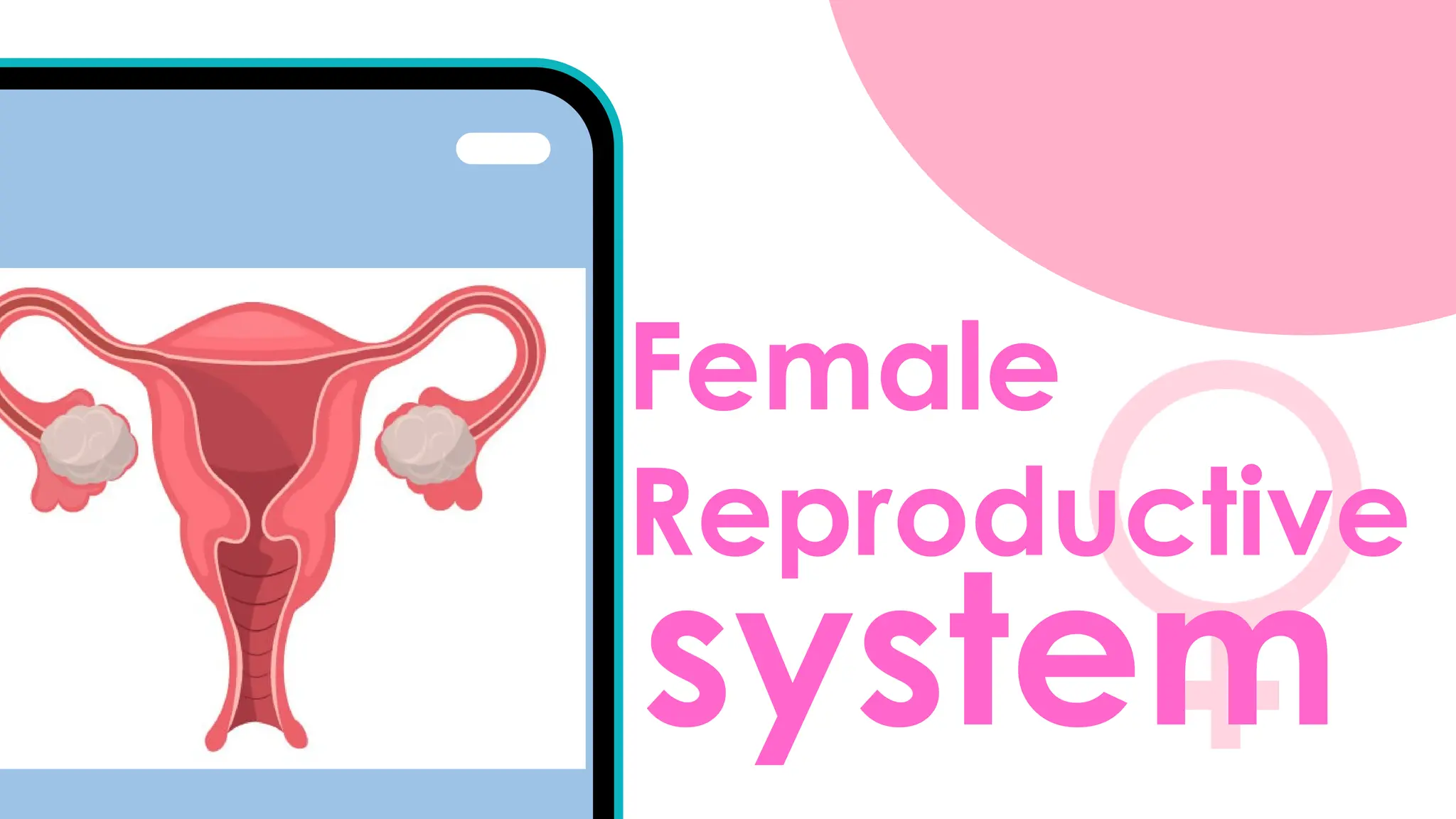 Lesson Female Reproductive System.pptx