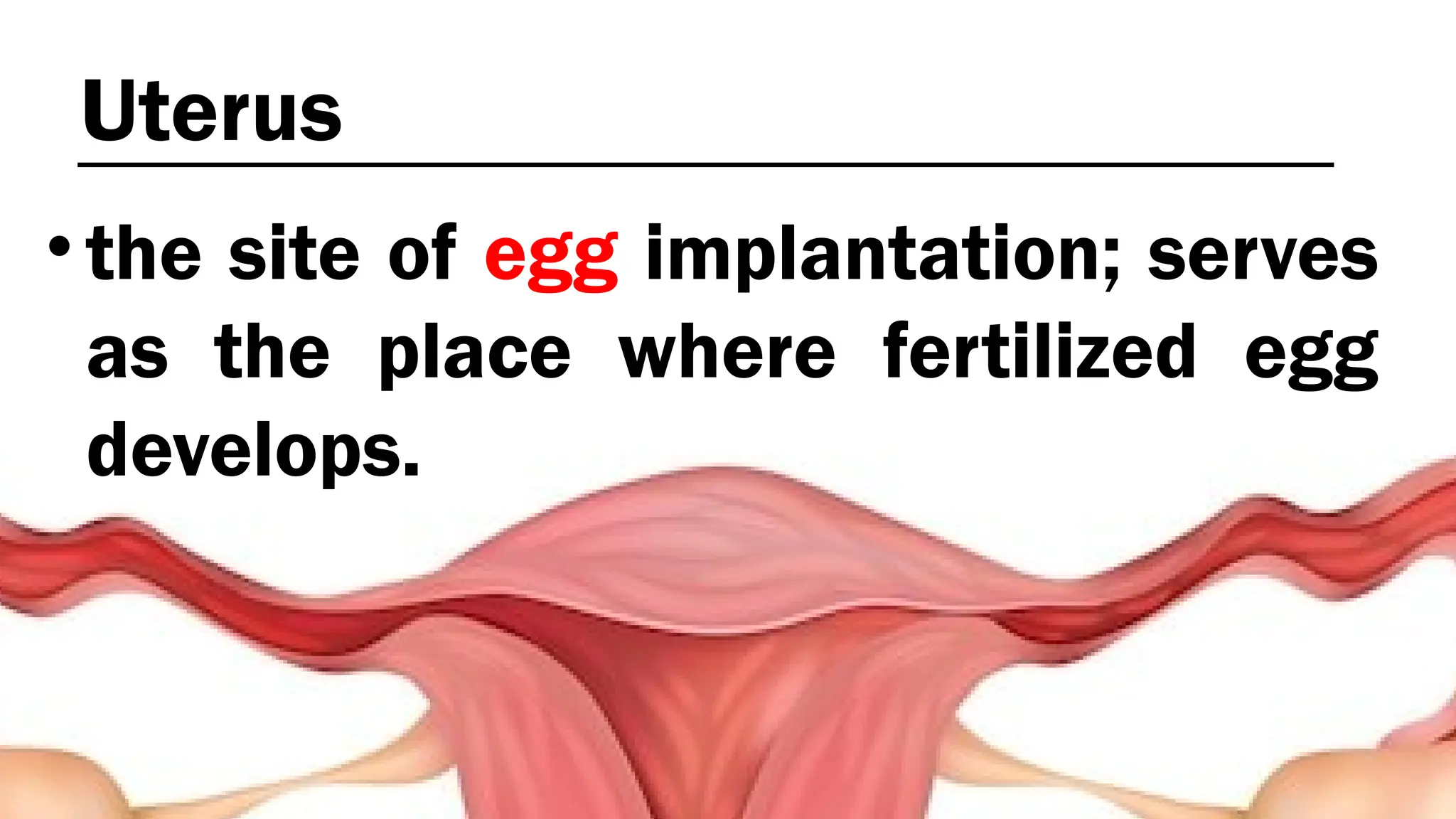 Lesson Female Reproductive System.pptx