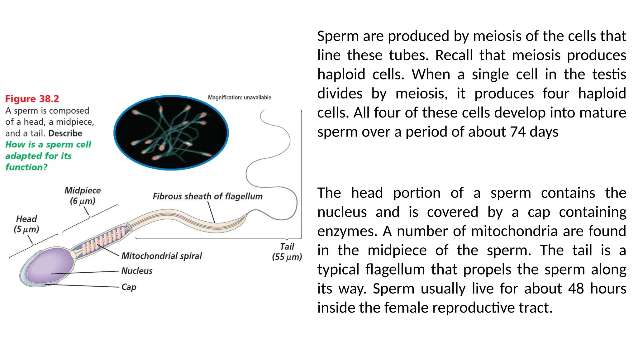 PPT HOW DOES FEMALE REPRODUCTIVE SYSTEM WORKS.pptx