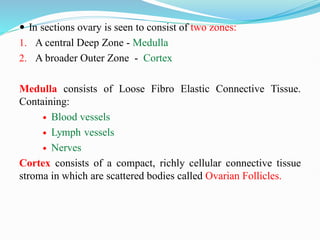 Female Reproductive System.pdf along all its organs | PDF