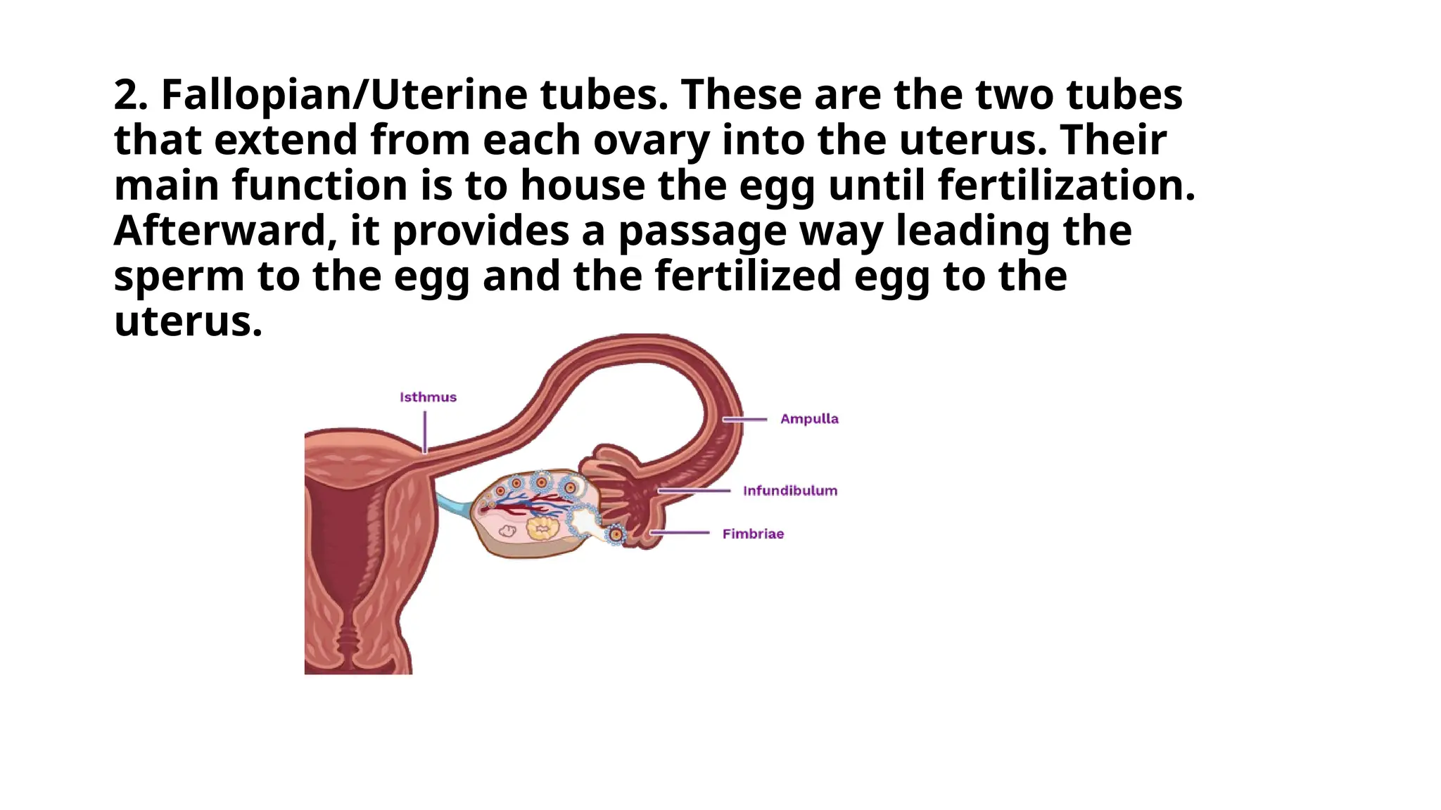 GRADE 10 FEMALE REPRODUCTIVE SYSTEM.pptx
