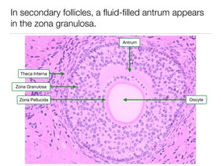 histology female_reproductive_system.pdf
