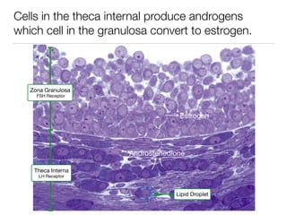 histology female_reproductive_system.pdf