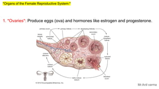 Female reproductive system [ Anatomy and physiology ] .pdf.ppt.document ...