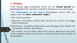 Female Reproductive System.pptx including all points | PPTX