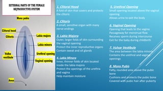 THE INTERNAL AND EXTERNAL STRUCTURE OF THE FEMALE REPRODUCTIVE SYSTEM.pptx