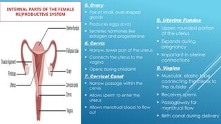 THE INTERNAL AND EXTERNAL STRUCTURE OF THE FEMALE REPRODUCTIVE SYSTEM.pptx