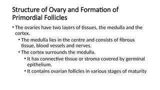 Comprehensive Overview of Female Reproductive System Anatomy and ...
