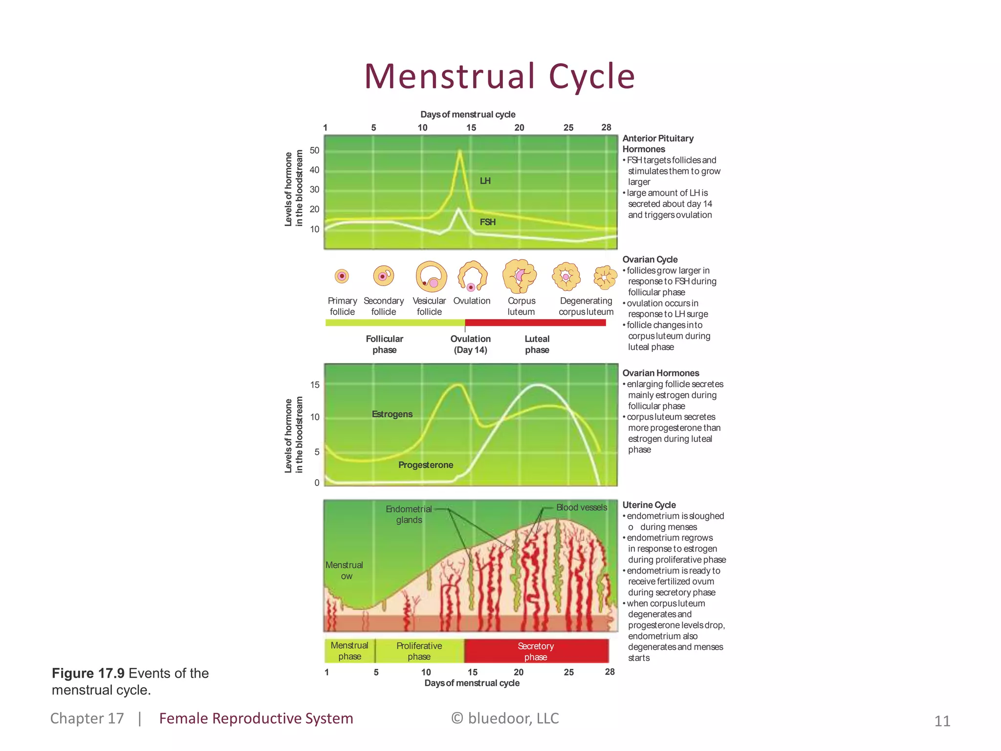 Female Reproductive System 17.pptx