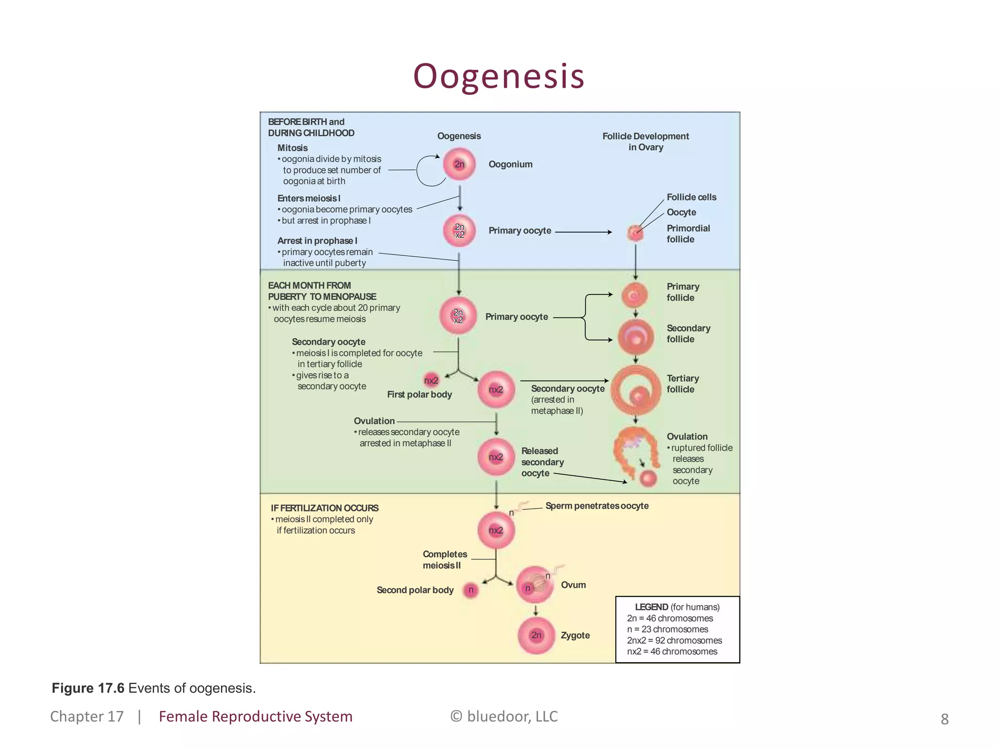 Female Reproductive System 17.pptx