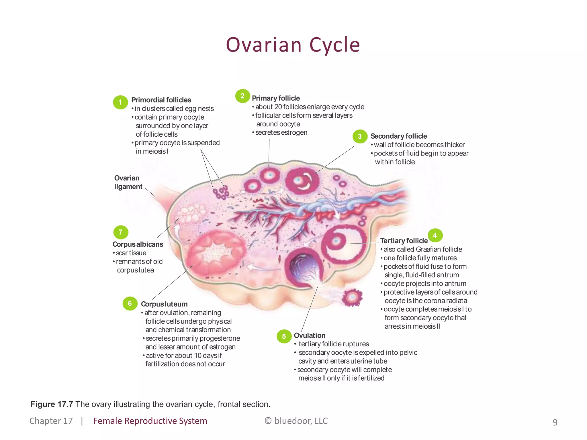 Female Reproductive System 17.pptx