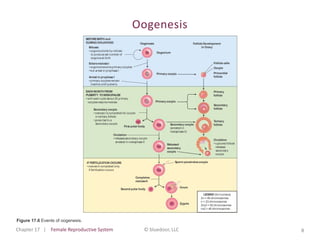 Female Reproductive System 17.pptx