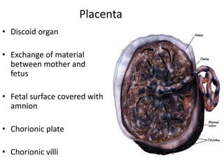 Female reproductive system -II (Uterus,Mammary Gland & Placenta) | PDF ...